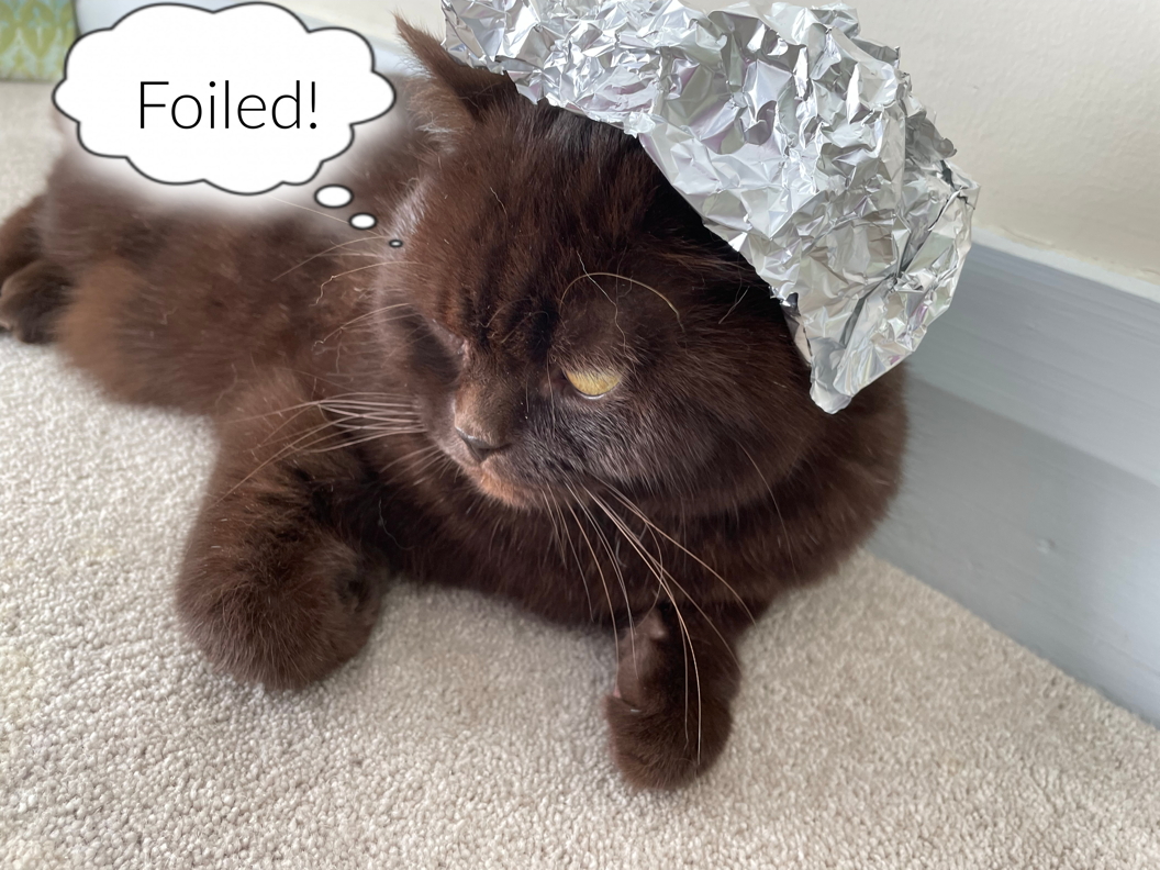Cat in a foil helmet: what is she thinking? — Write Into Life
